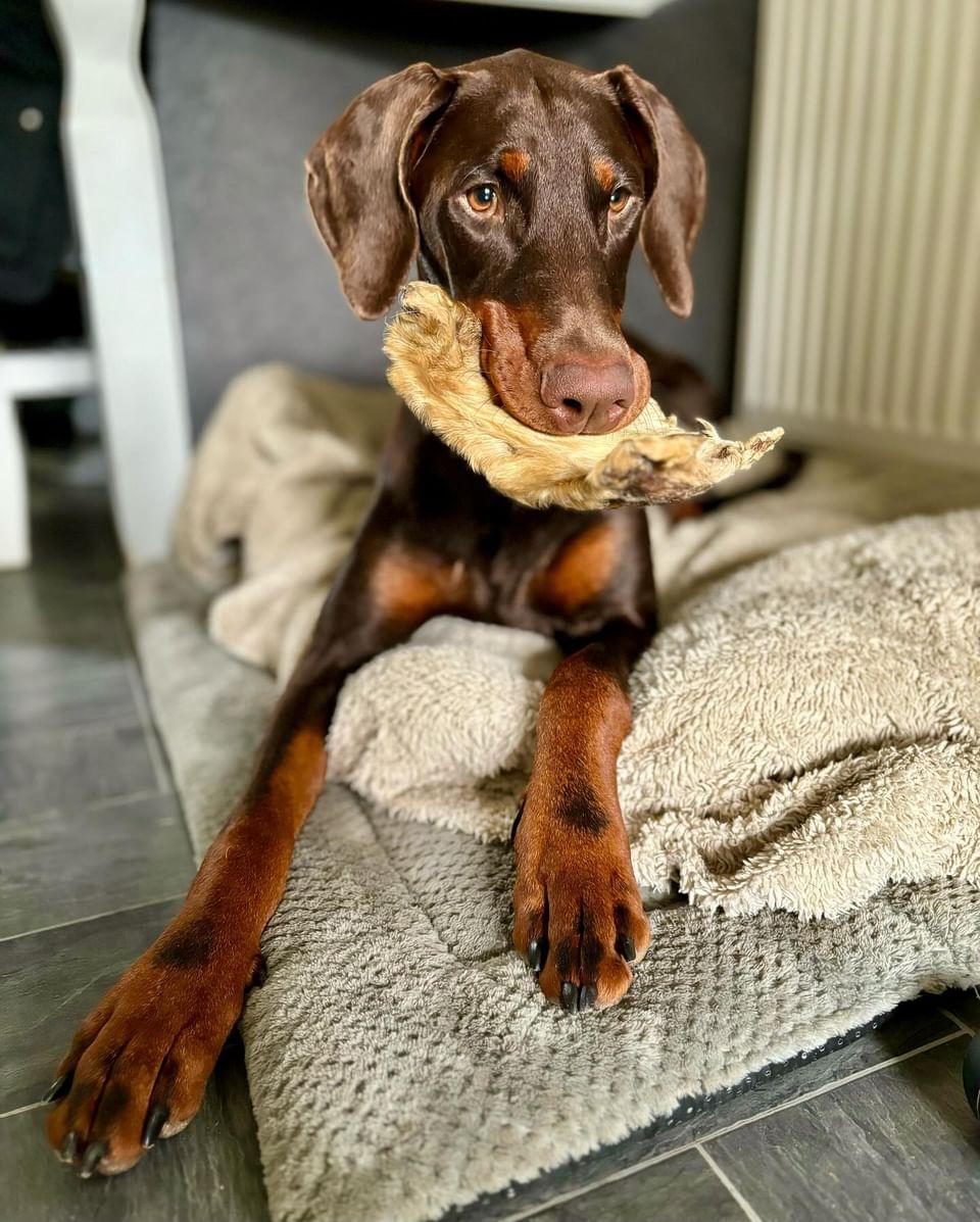 Natural Treats and Chews – Lily Dog Treats